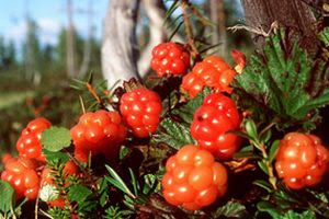 Bushmans Wild Hiking: Cloudberry / WILD FOOD FOR FREE