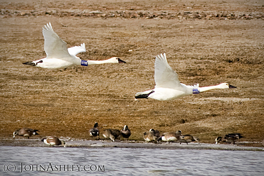 Wild and Free Montana: Whistlers on the Wing