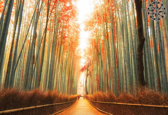 El bosque de bambu de Arashiyama en Japón. | Coordenadas con Historia