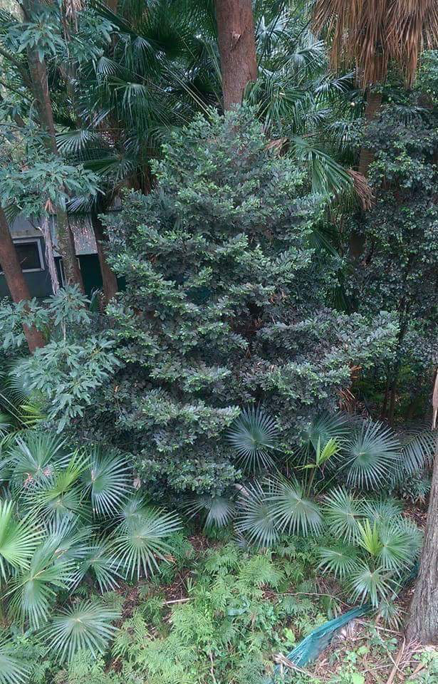 Illawarra native street trees | Growing Illawarra Natives