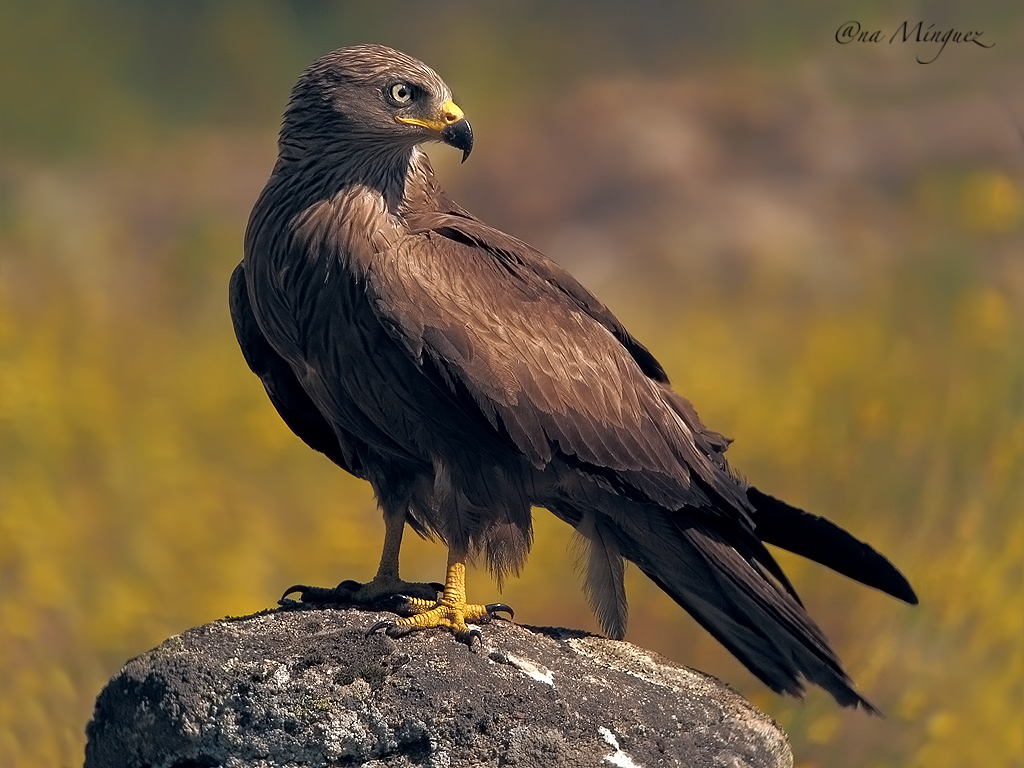 NATURANAFOTOS: Milano negro