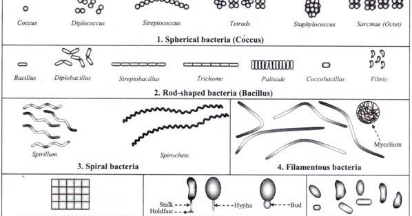 Different Size, Shape and Arrangement of Bacterial Cells