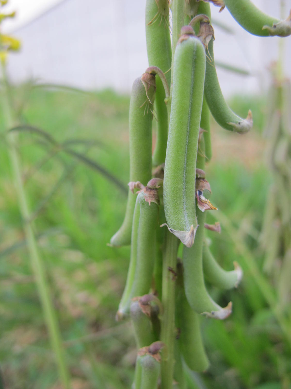 Fabaceae - Leguminosae no Brasil: Fabaceae - Crotalaria lanceolata E. Mey.