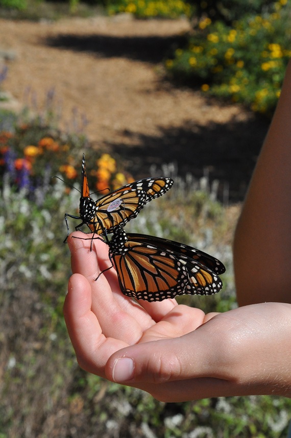 the garden-roof coop: Tagging Monarchs...