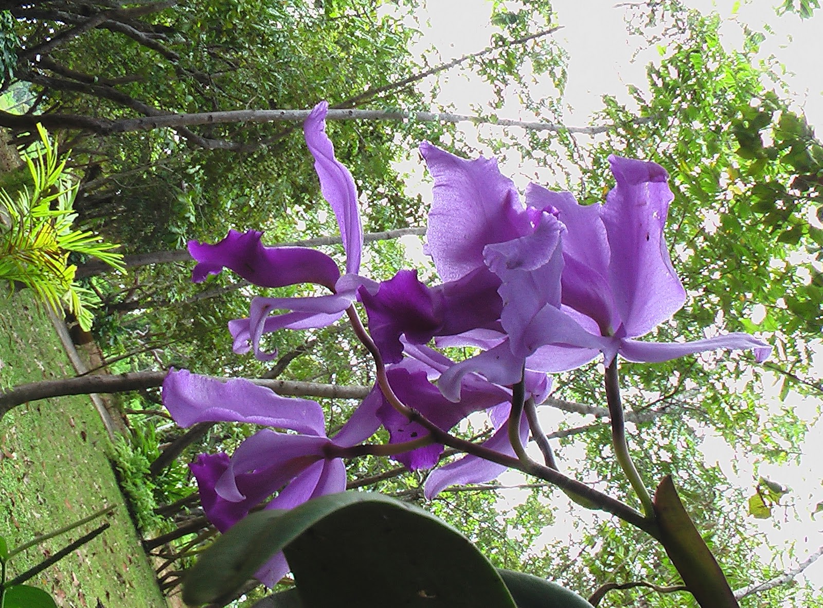 Amazonia Legal Brasileira: FLORES DA AMAZÔNIA