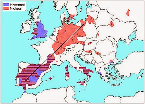 French wildlife and beekeeping: The tragic decline of the Red Kite in ...