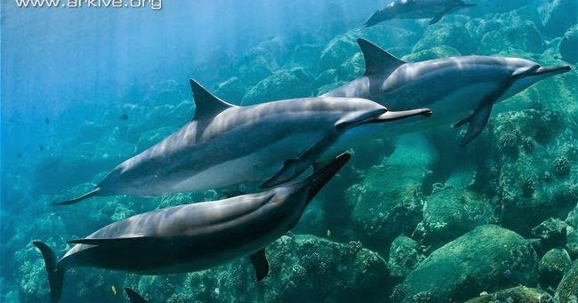 El delfín girador o acróbata de hocico largo (Stenella longirostris) es ...