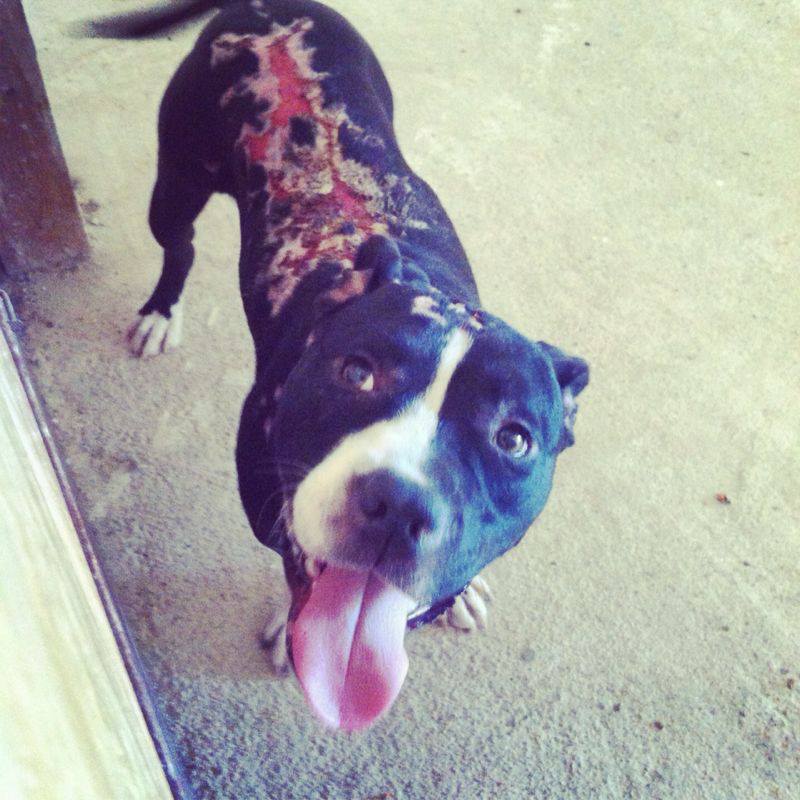 Un Pit Bull Per Amico: ADOTTATO!!! FIRE - Pit Bull maschio a Pinerolo ...