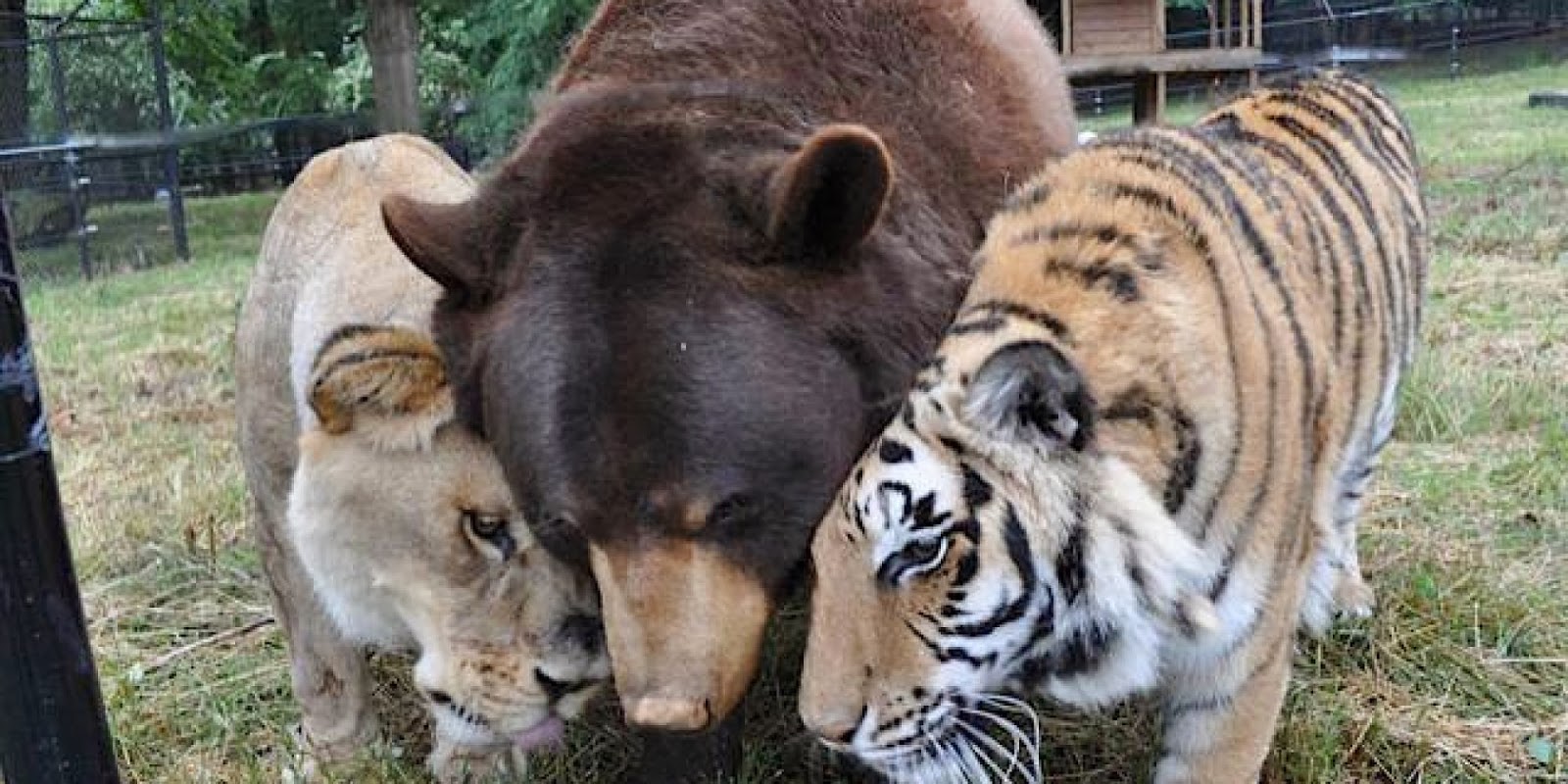 Metazoo: BLT: Bear, Lion, Tiger