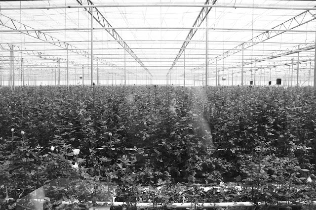 BLACKlog: "Stand Out" Collection by Glassons at Van Lier Rose Factory