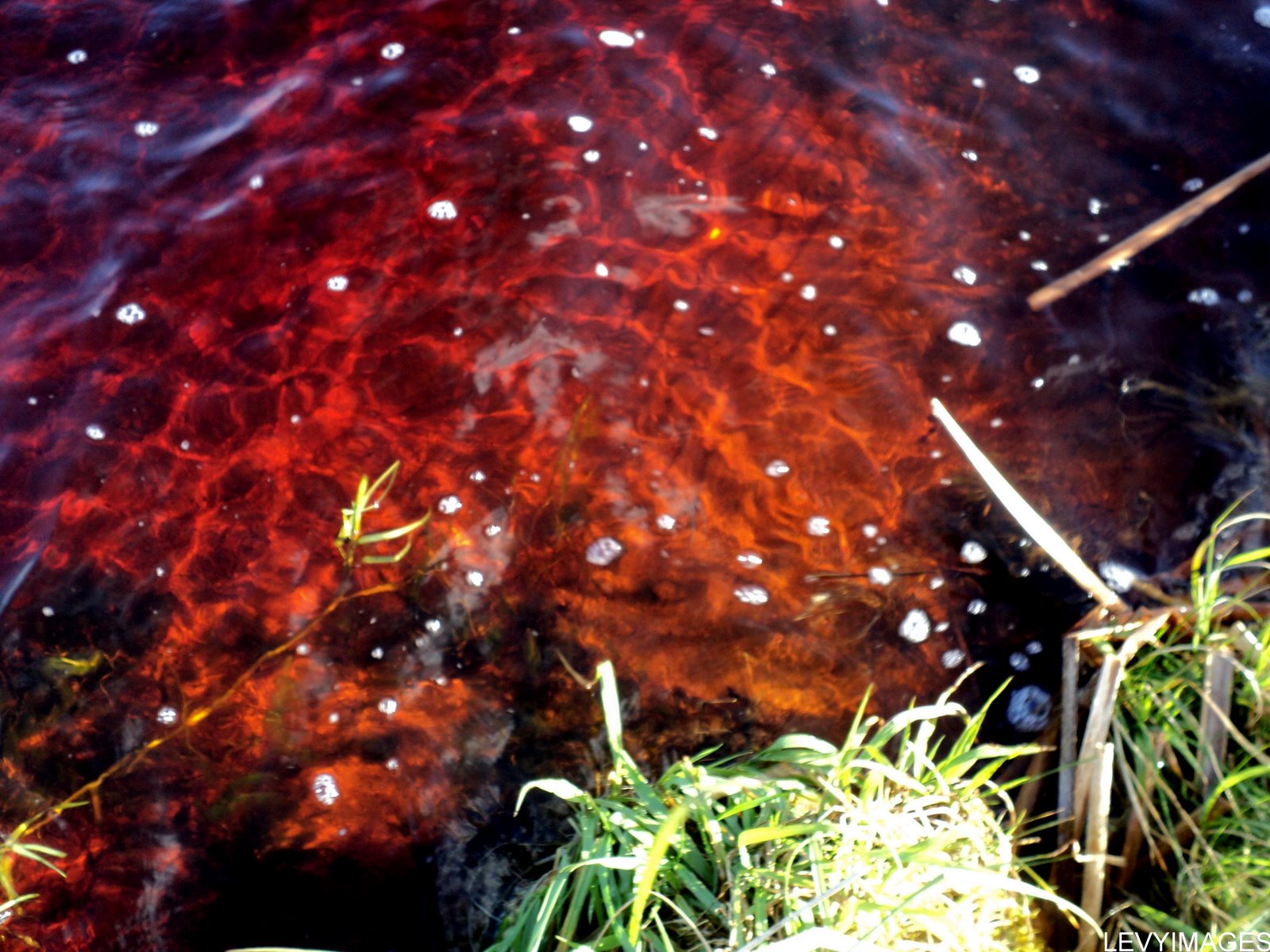 The Flying Tortoise: Coca Cola Lake...