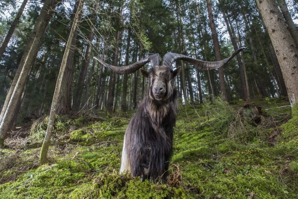Rasputin - A Goat With Largest Horns - Unbelievable Info