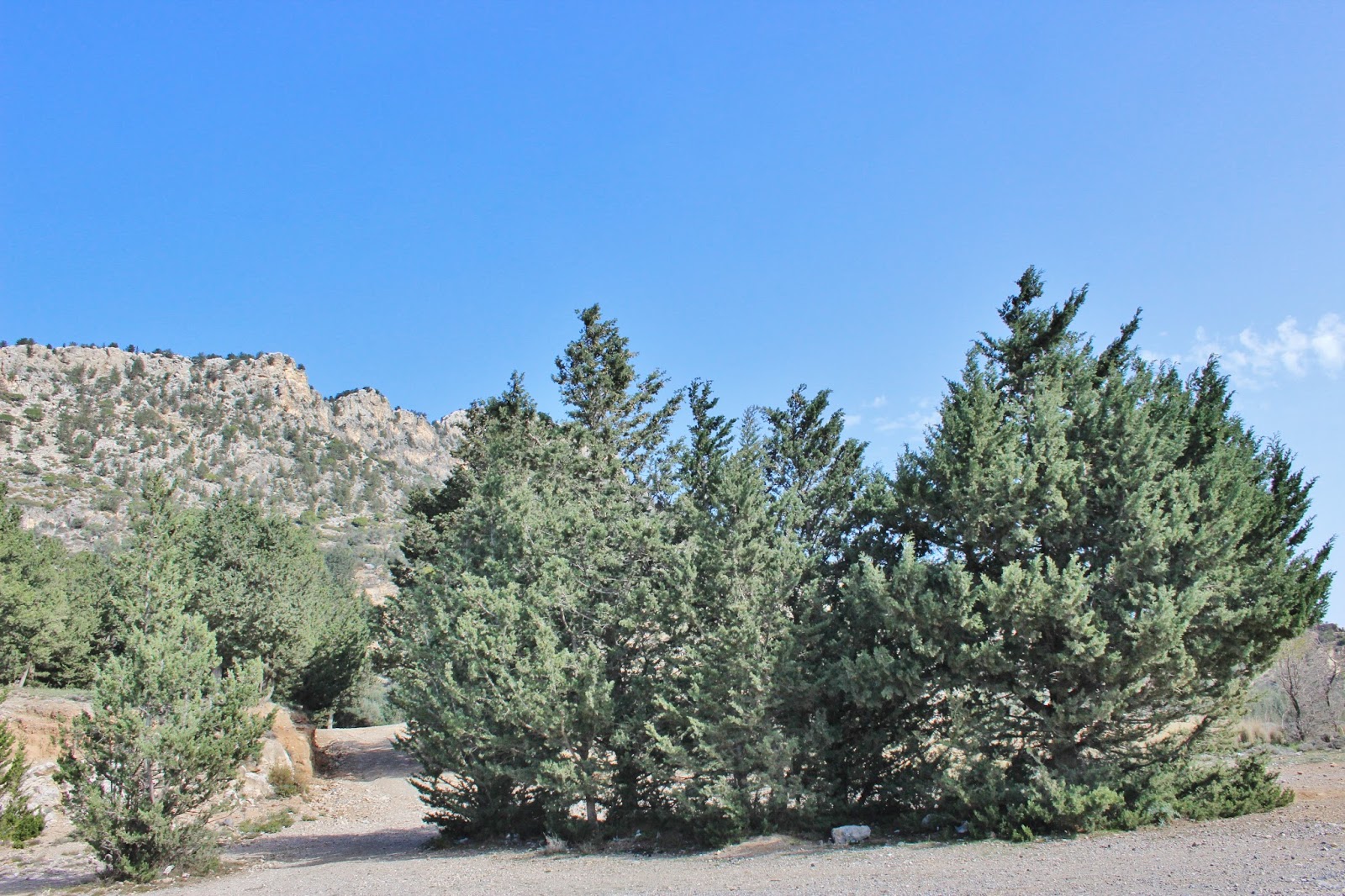 Biodiversity of Cyprus by NGO Protection of the Natural Heritage and ...