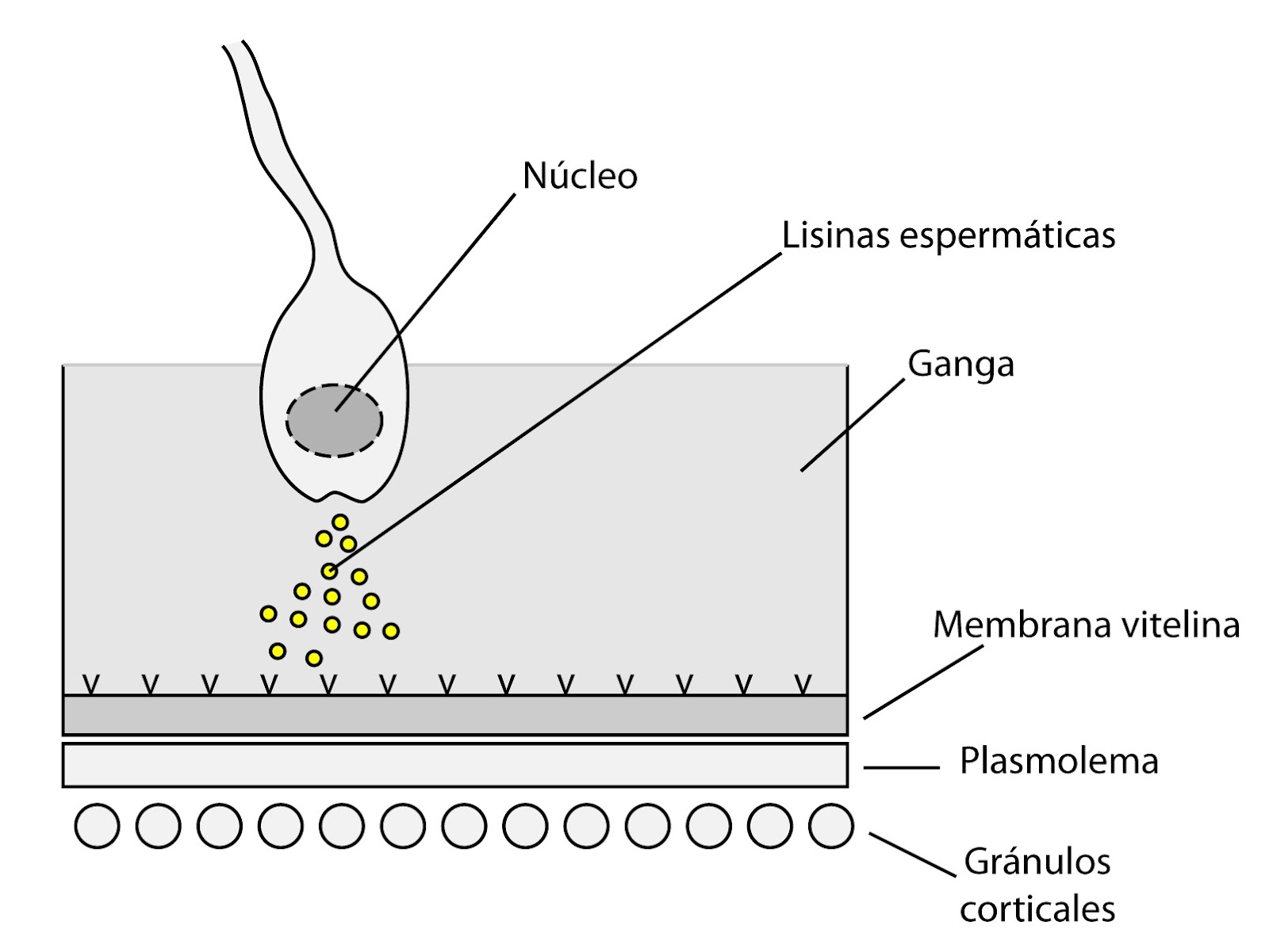 Endocrinología Veterinaria: Acrosoma