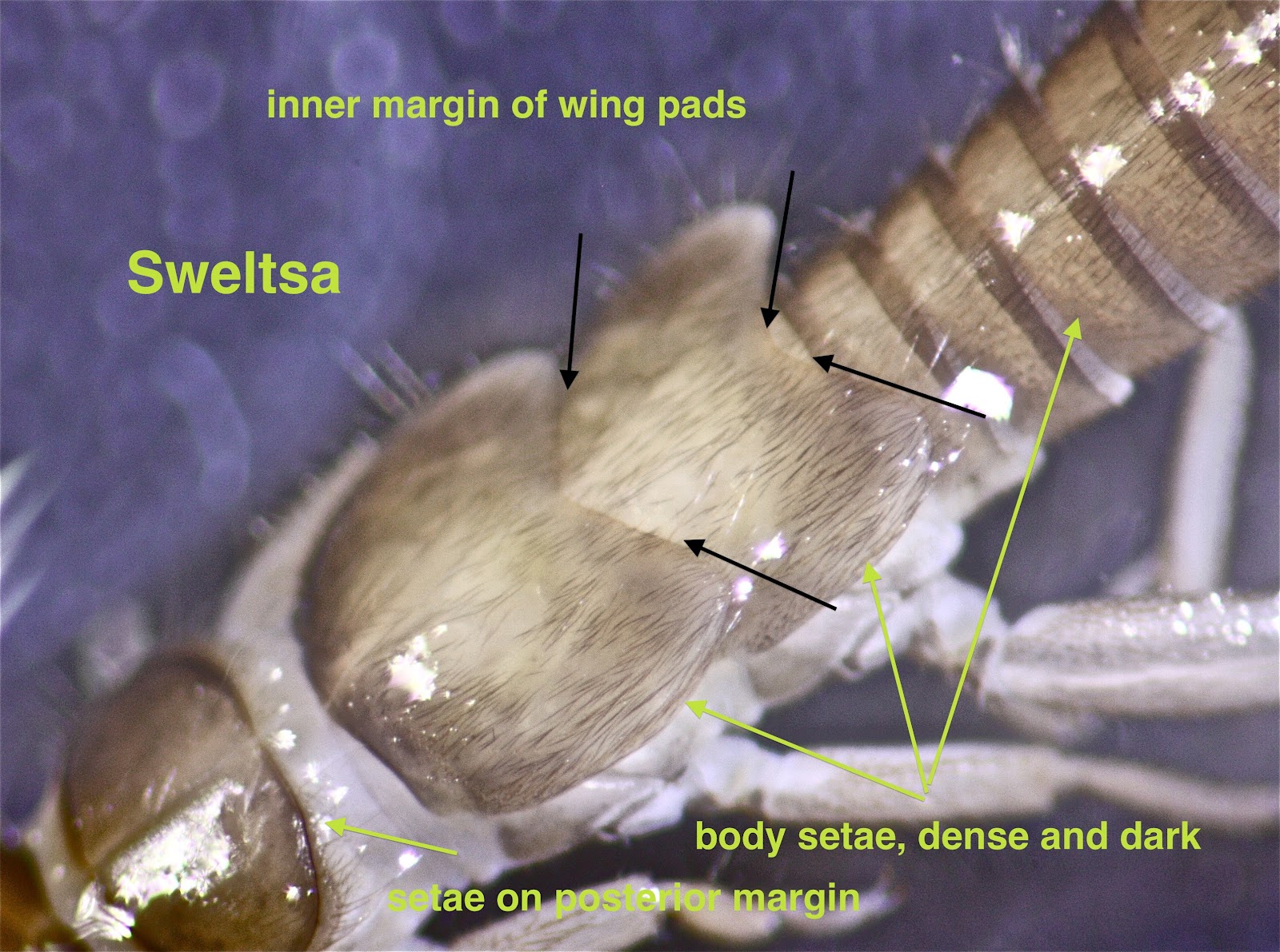 Aquatic Insects of Central Virginia: Chloroperlidae (Green Stonefly ...