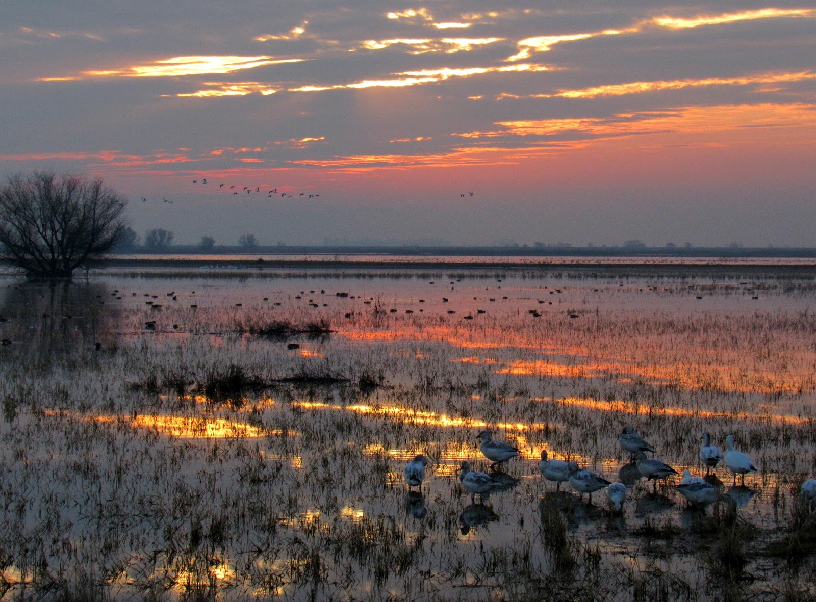 Snapshots at Sunset: Merced National Wildlife Refuge