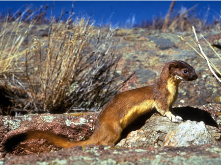 Weasel