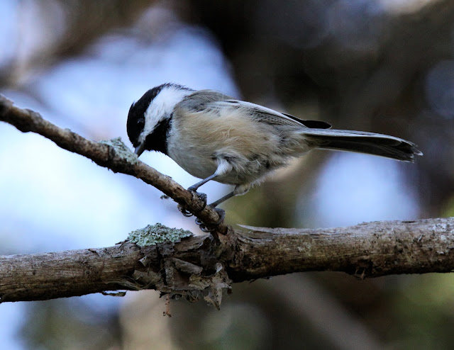 Birds from Behind : ...for Al Batt...
