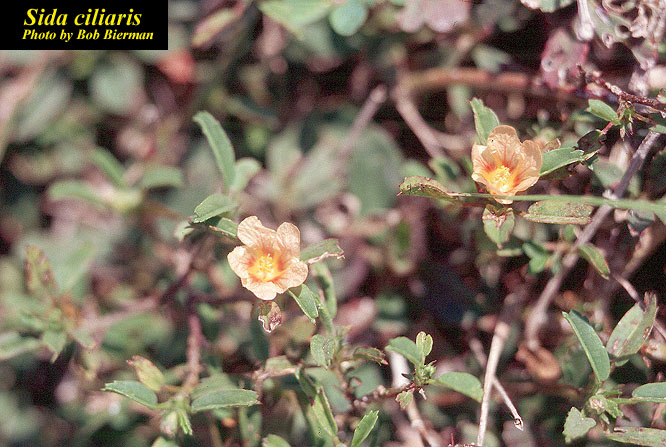 PLANT FAMILIES OF PUERTO RICO AND FLORIDA PAPO VIVES: MALVACEAE NÚM 75 ...