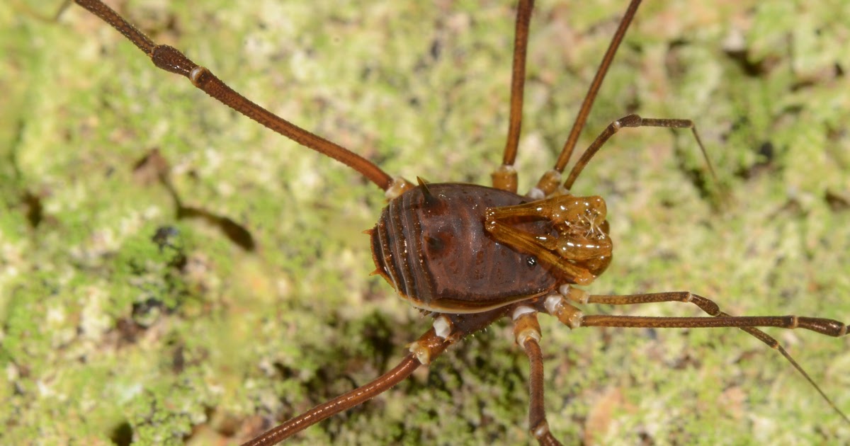 Variety of Life: Stygnus