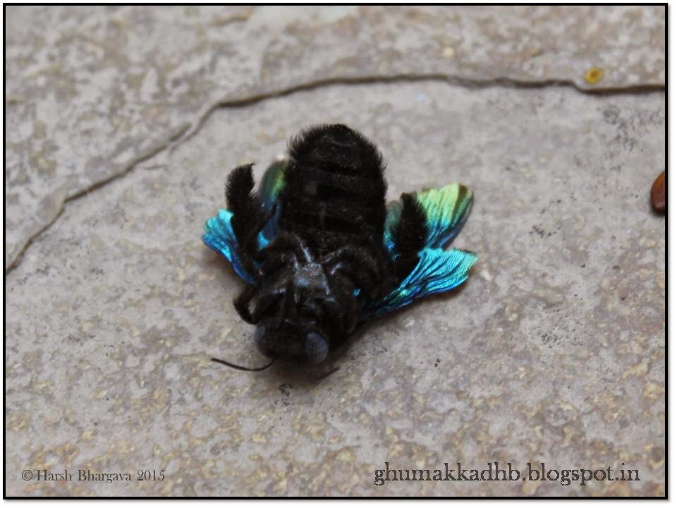 Ghumakkad Harsh: Heat Wave claims a Bumble Bee