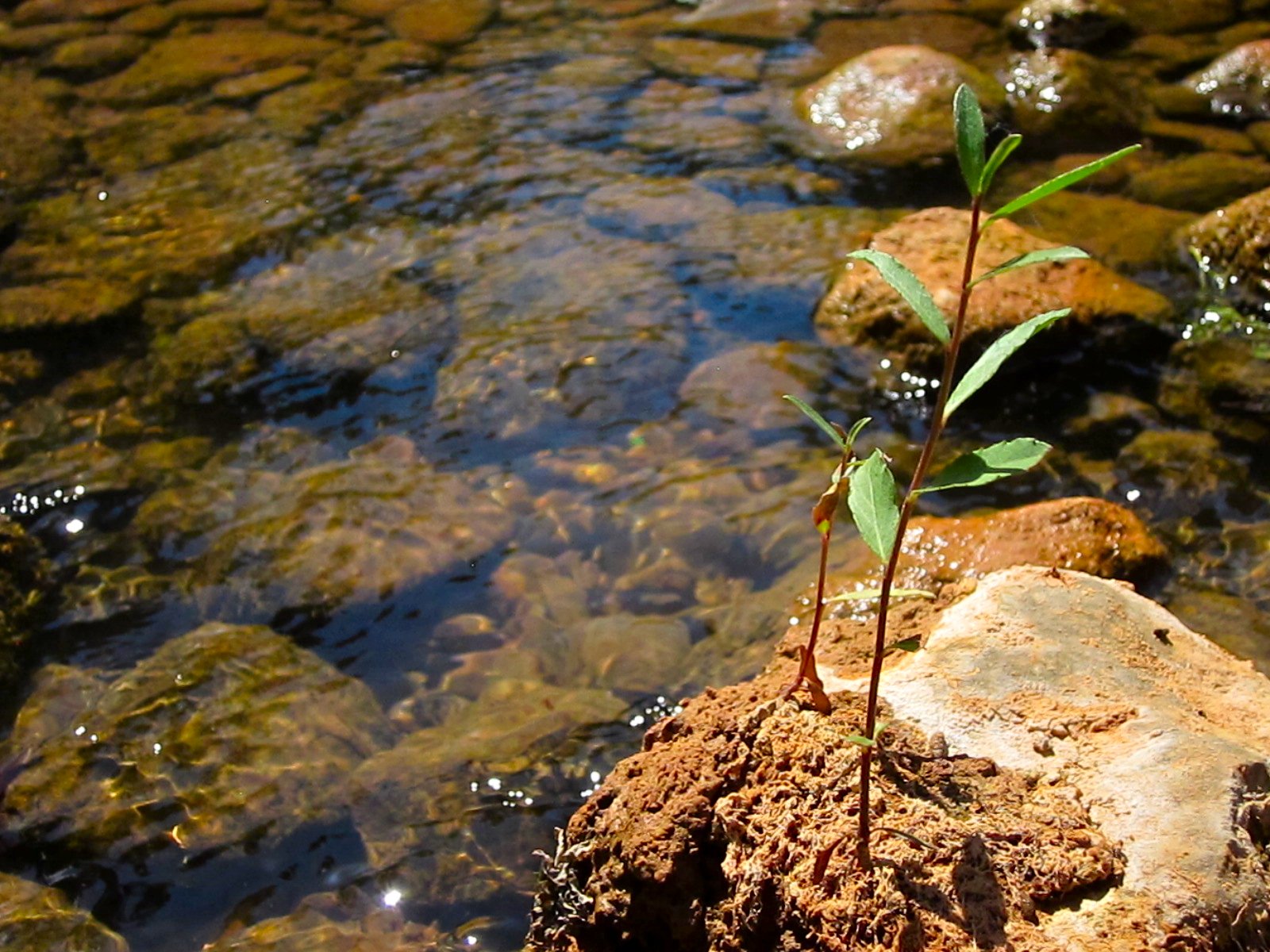 Natura Xilocae: UNA ISLA EN FORMACIÓN