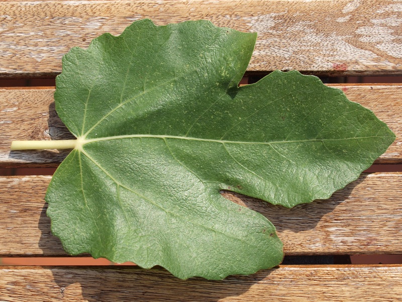 Israel Fig - Var Tin