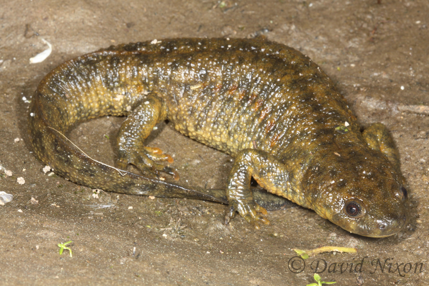 Reptiles and Amphibians: Gallipato (Pleurodeles waltl)