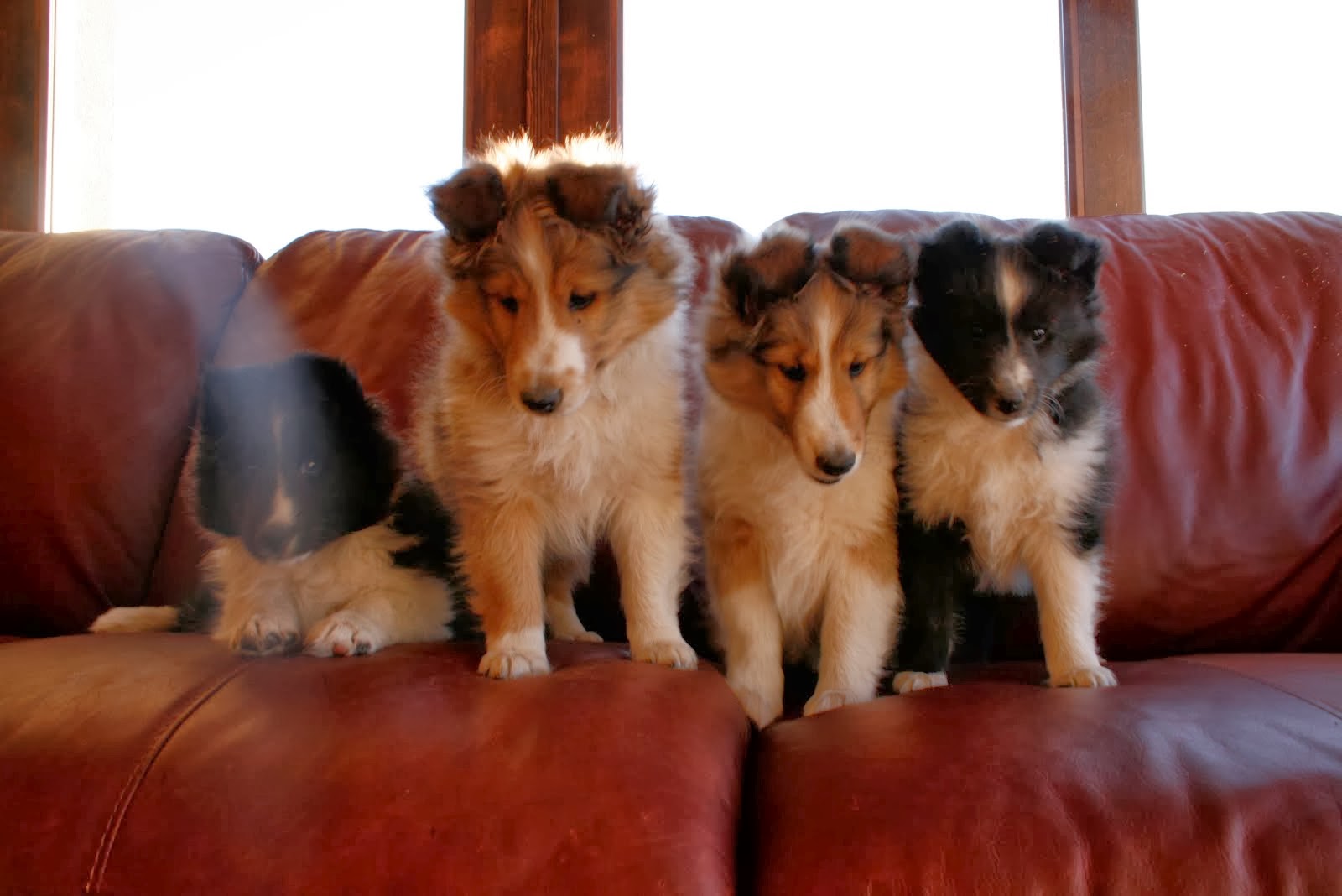 Hyper Hounds Shelties: sheltie pics