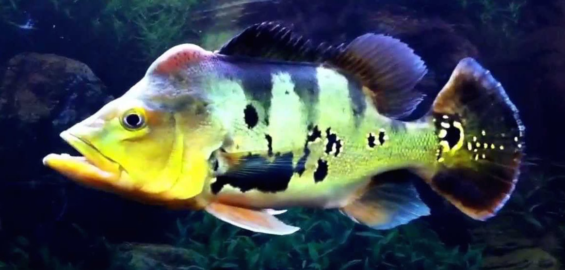 Fish Tales > : My Top 10 North American Freshwater Fish Species