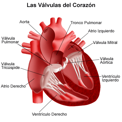 . A N A T O M I A H U M A N A: GENERALIDADES DEL CORAZON