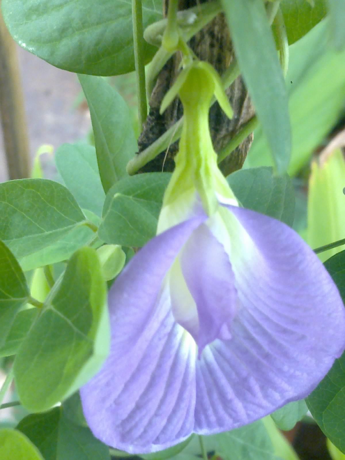 Plants Growing In My Potted Garden.: How to Grow Butterfly Pea Vine In ...