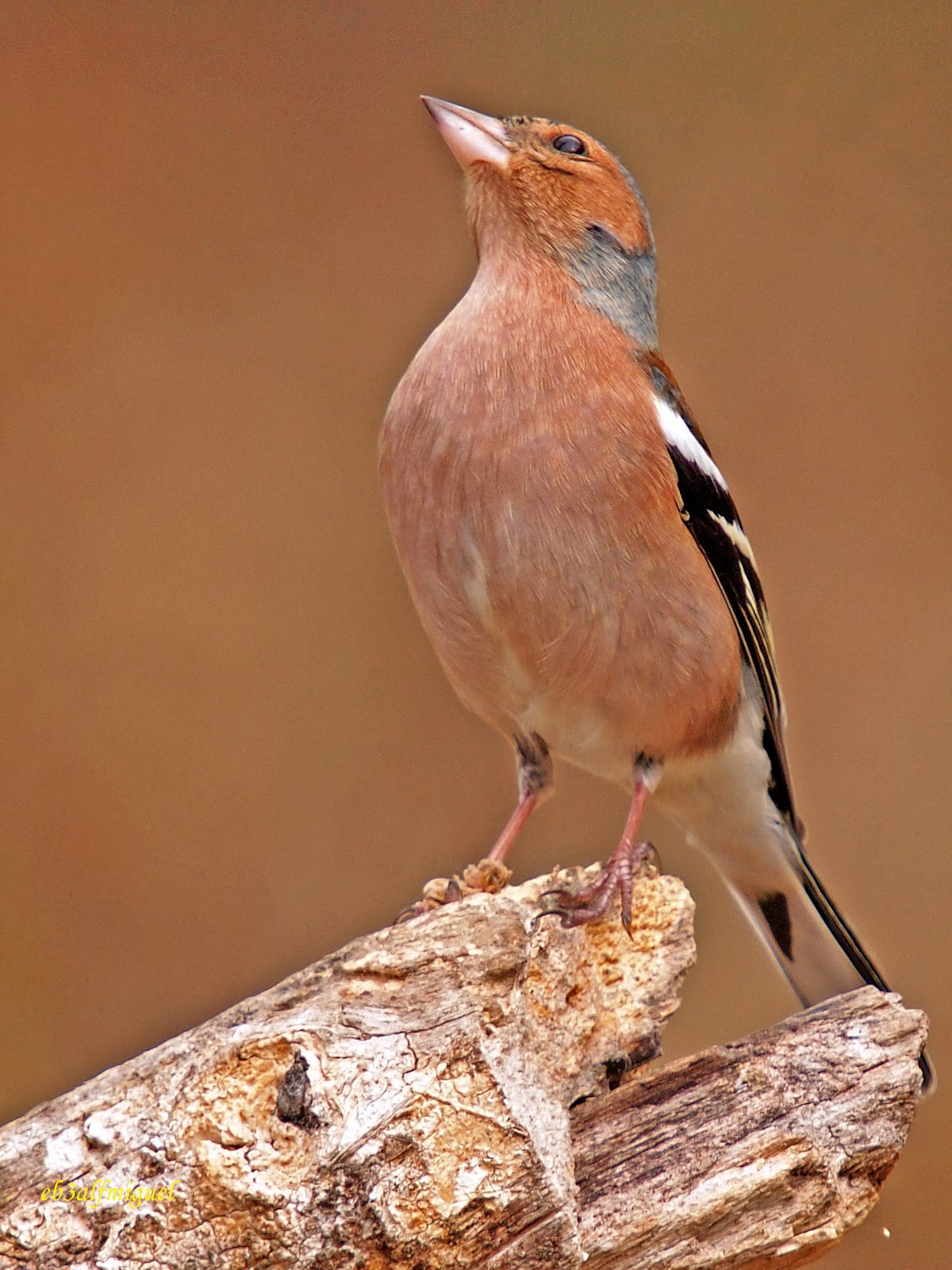 MIS AMIGAS LAS AVES: Pinzón vulgar (Fringilla coelebs)