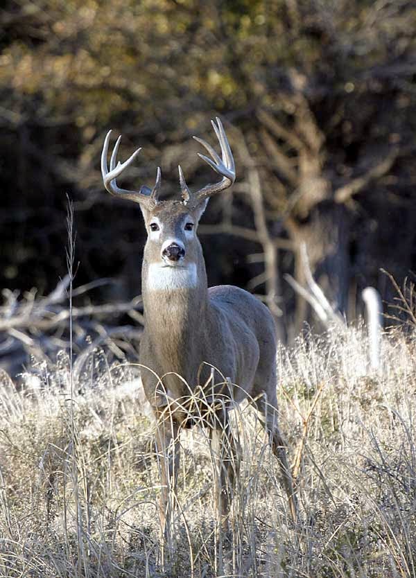 Venado de cola blanca