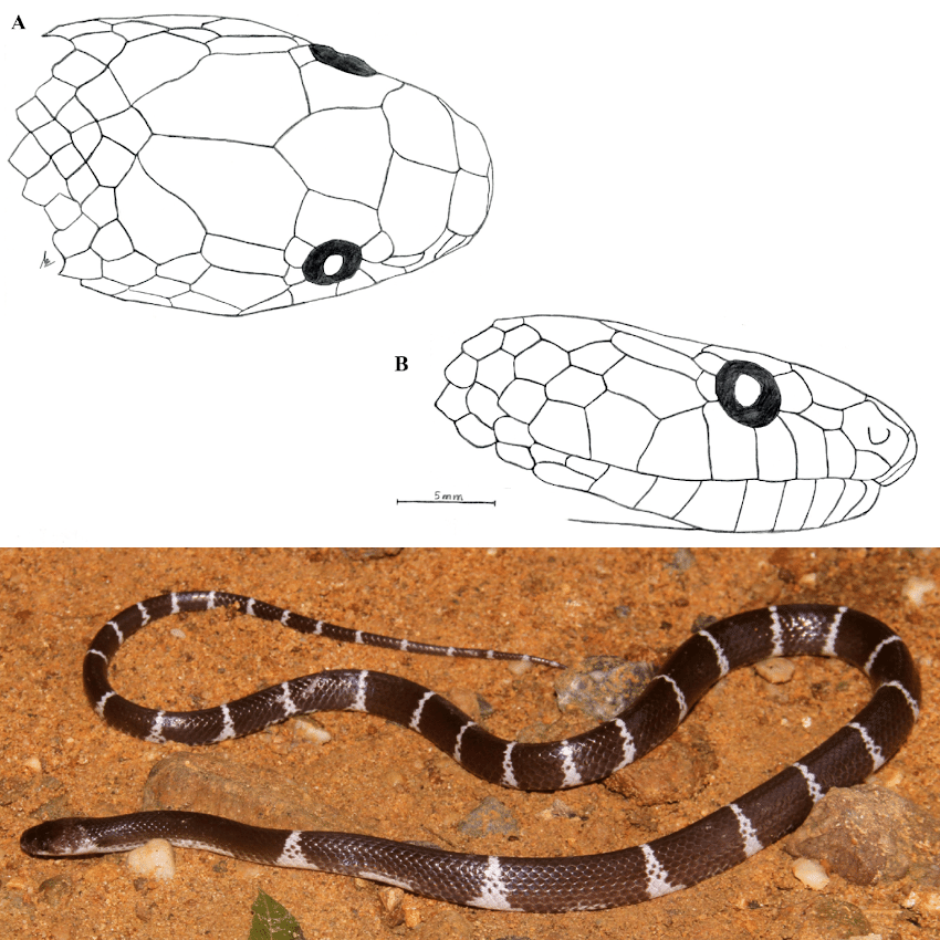 Species New to Science: [Herpetology • 2019] Lycodon namdongensis • A ...