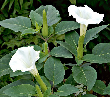 Variety of Life: Datura