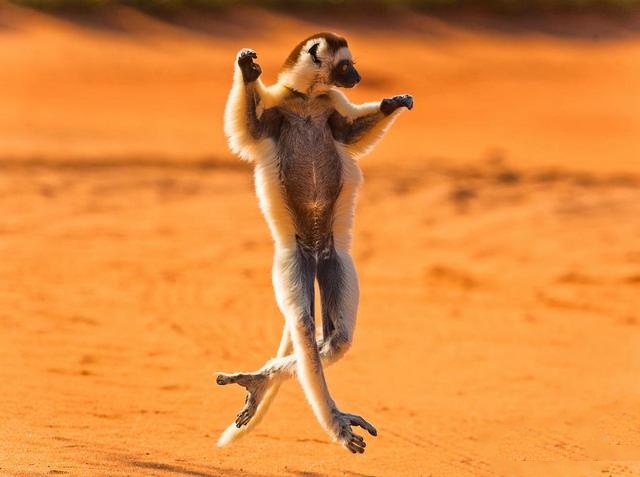 Animal dancing ~ Big Fun - The Fun Blog