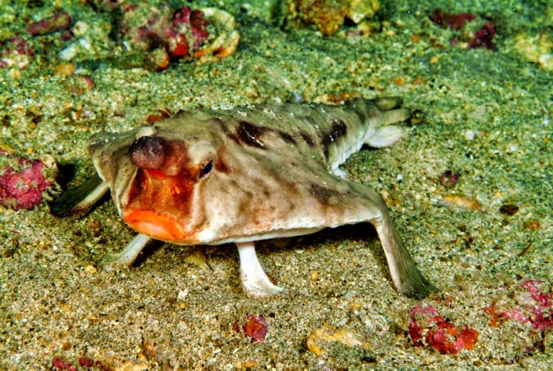 RED LIPPED BATFISH photos - wallpapers | the fun bank