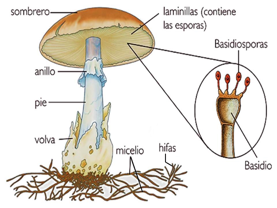 Biología didáctica: NSC 1° - Basidiomicetos