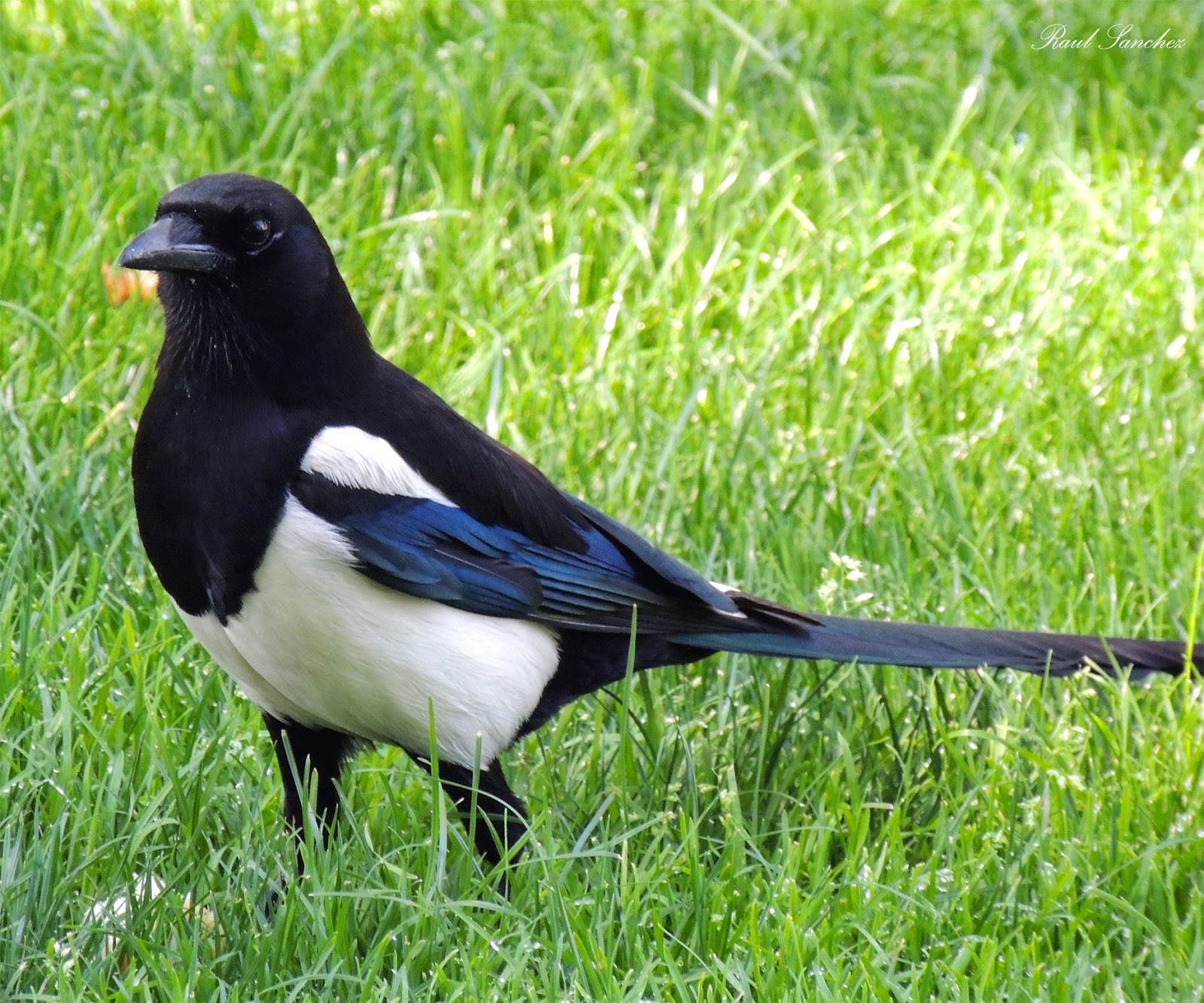 Naturaleza Viva : Urraca común (Pica pica)