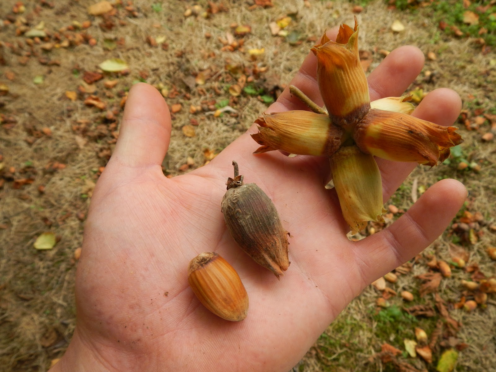 Temperate Climate Permaculture: Permaculture Plants: Hazelnuts (aka ...