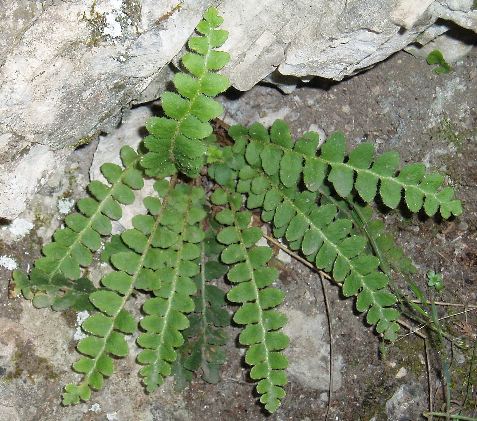 Ботанічний блог Дениса Давидова: Флора Лівобережного Лісостепу України ...