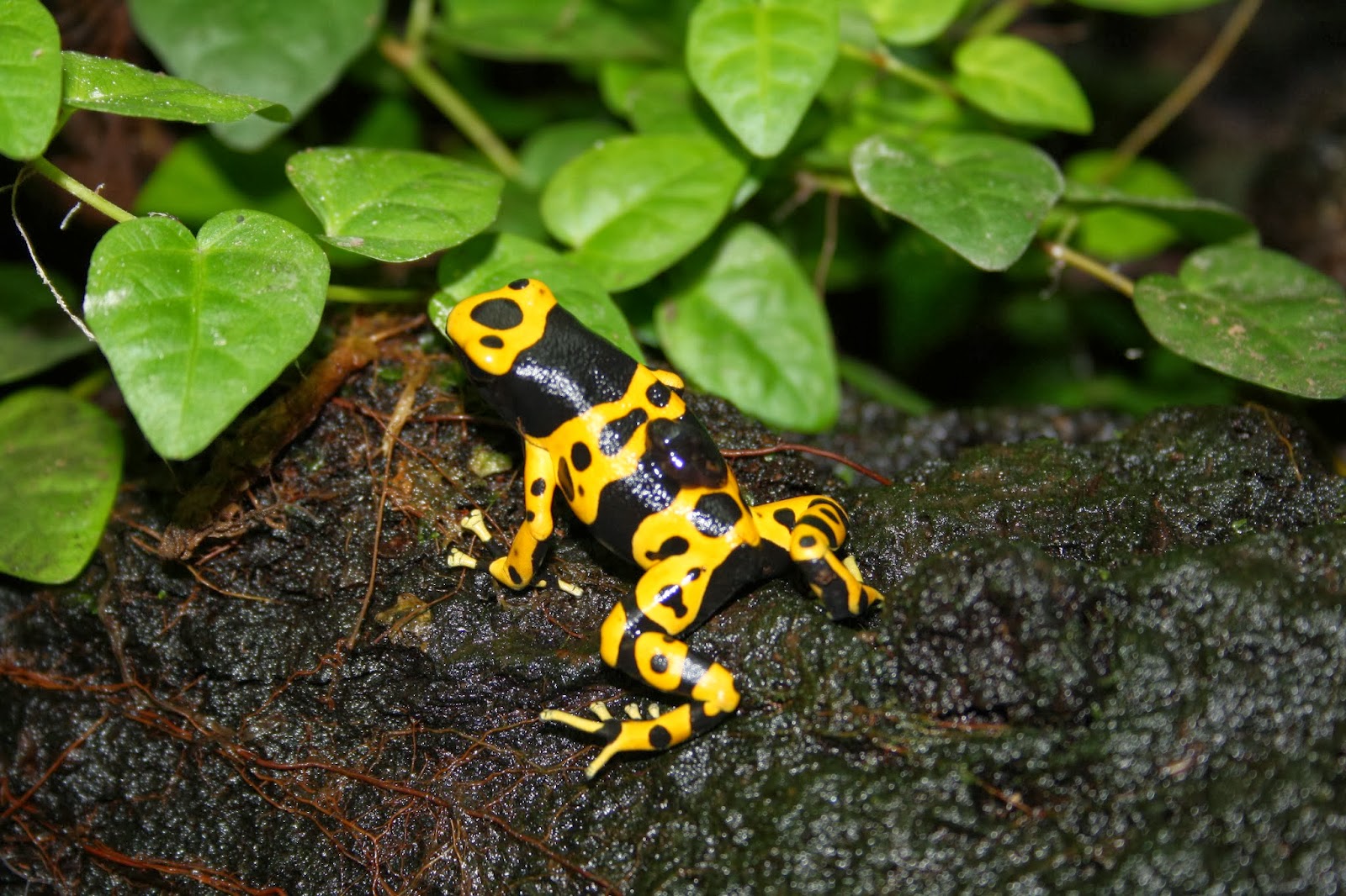 Frosch A&O: Dendrobates