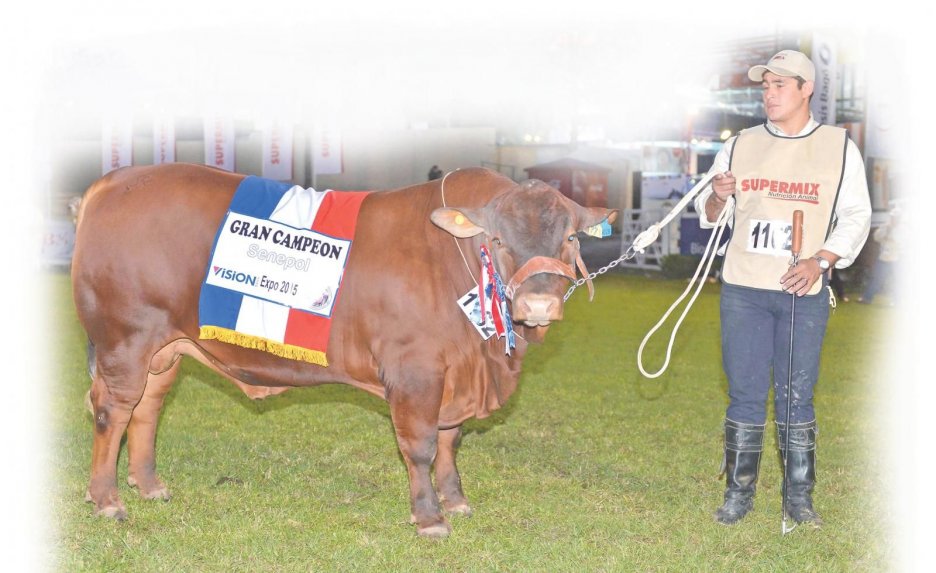 PARAGUAY AGRO: Gran Campeón Senepol