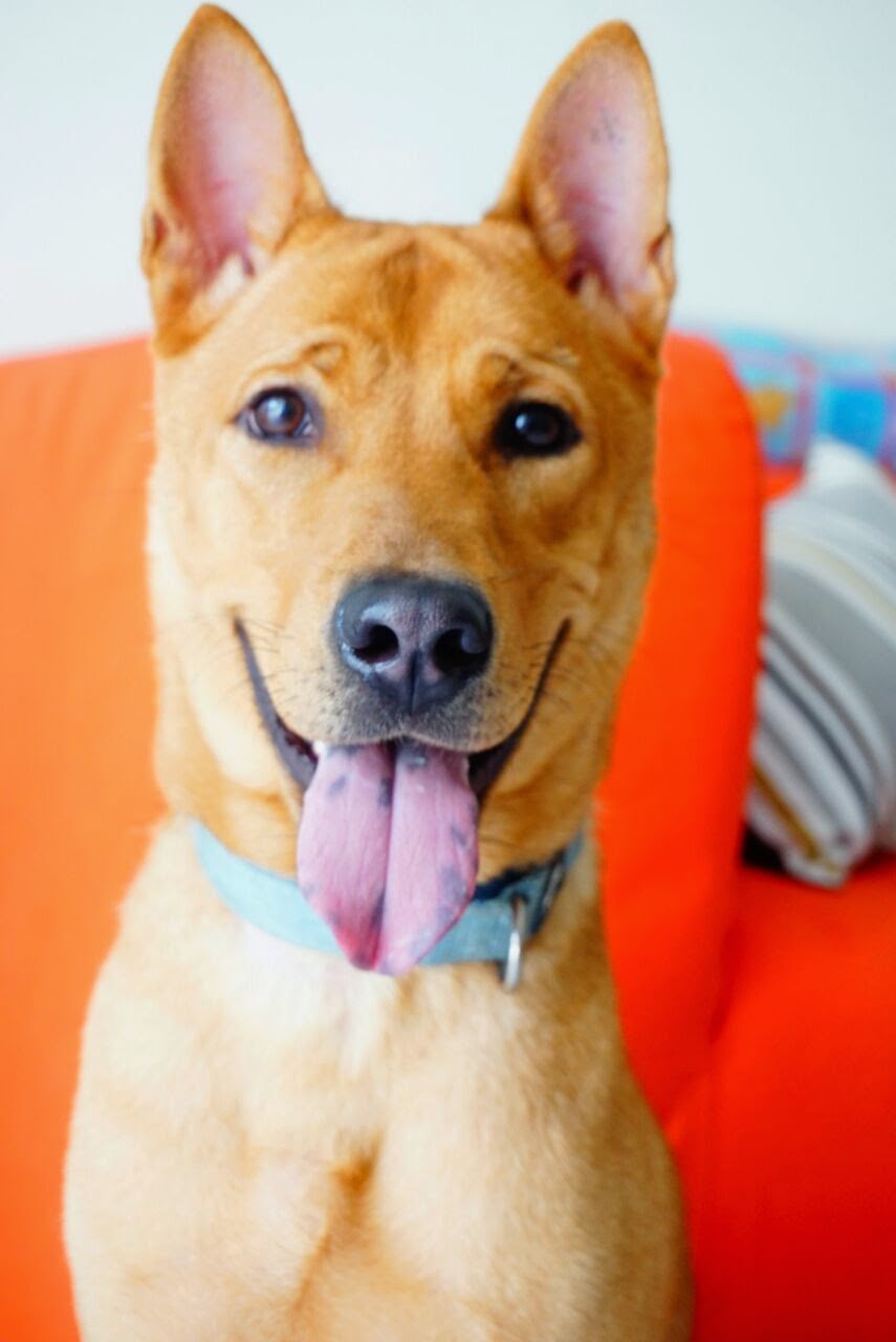 HOPE Dog Rescue: Hope Dog Rescue Adoption Drive Happening This Sunday