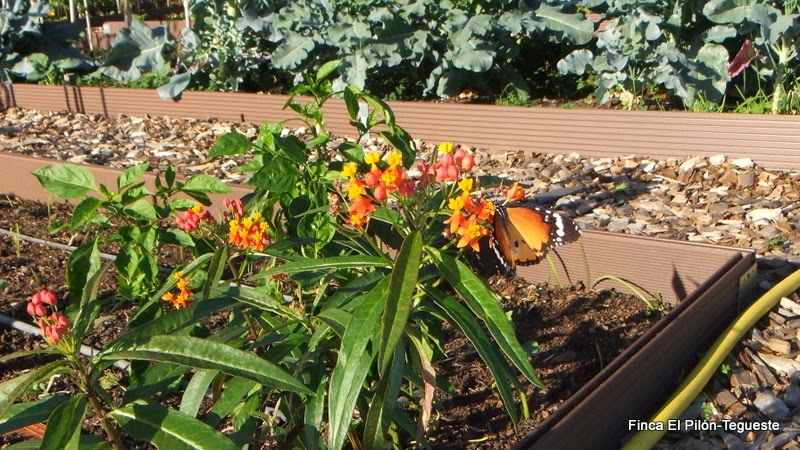 Finca Ecológica el Pilón: PLANTA ATRAE-MARIPOSAS