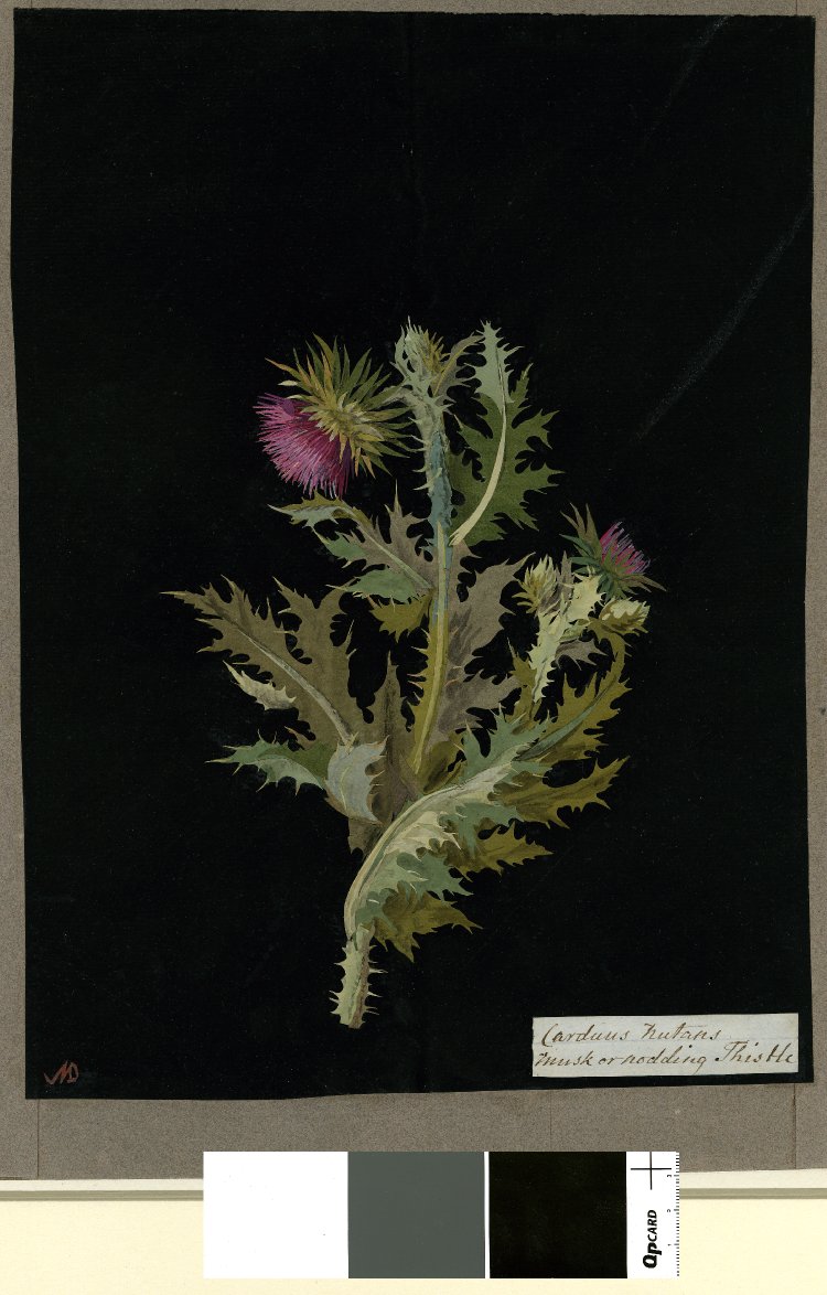 nickyskye meanderings: Mary Delany, collage artist of flowers in the 1700's