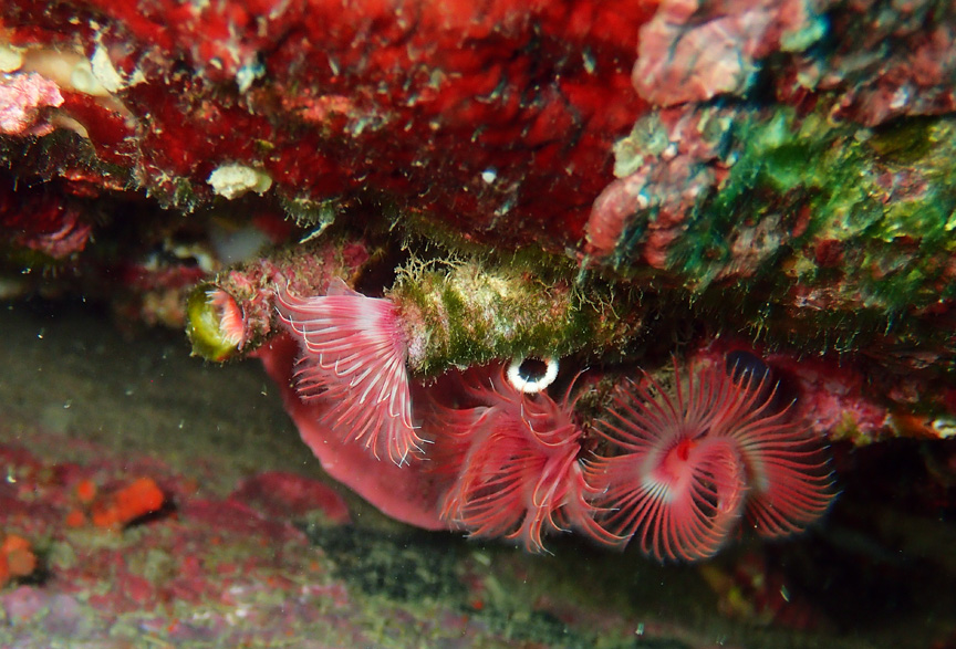 Ces vers qui ont du panache!