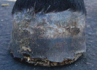 Connemara Pony Research into Hoof Wall Separation Disease (HWSD) : Hoof ...