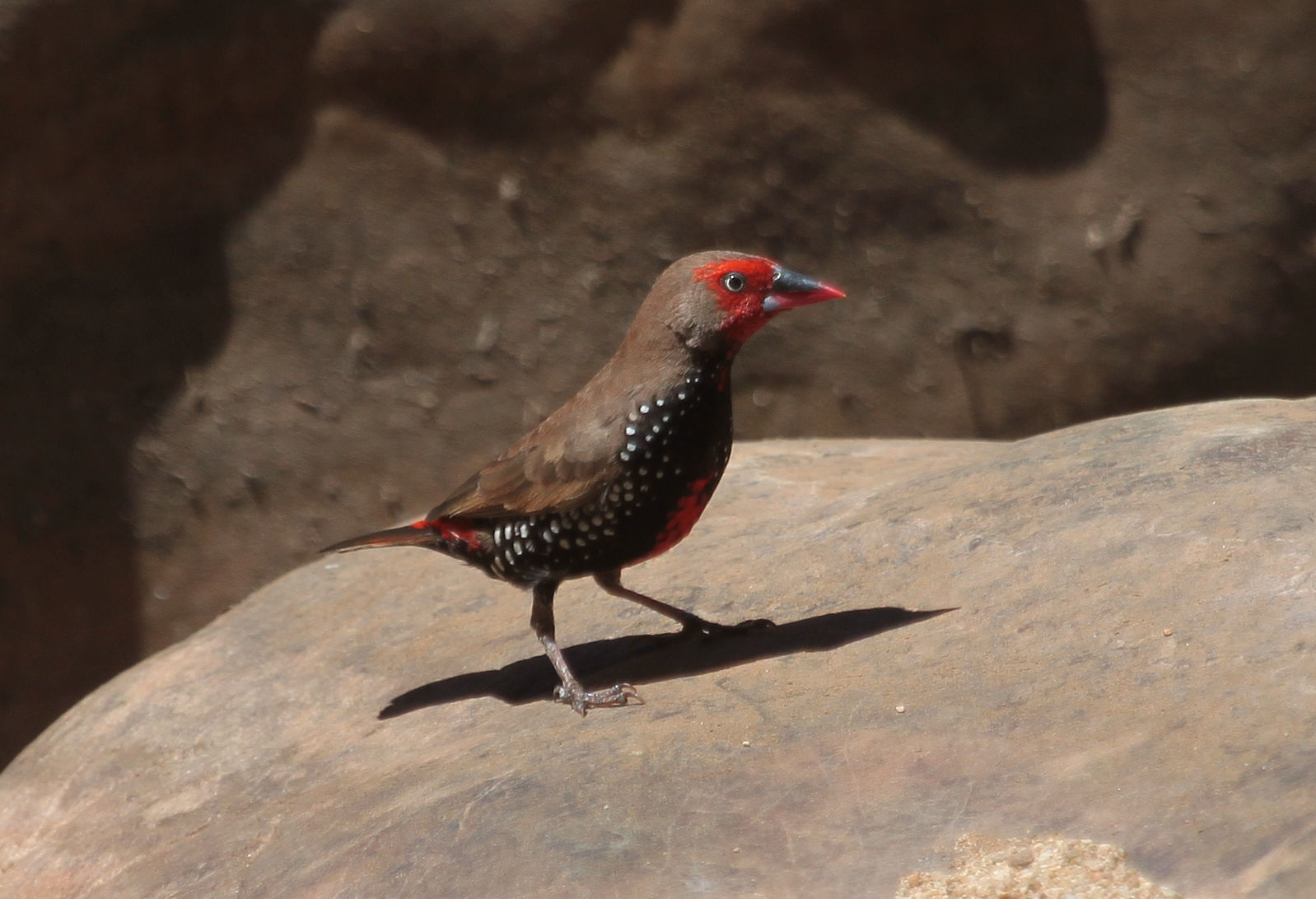 Richard Waring's Birds of Australia: January photos of the month